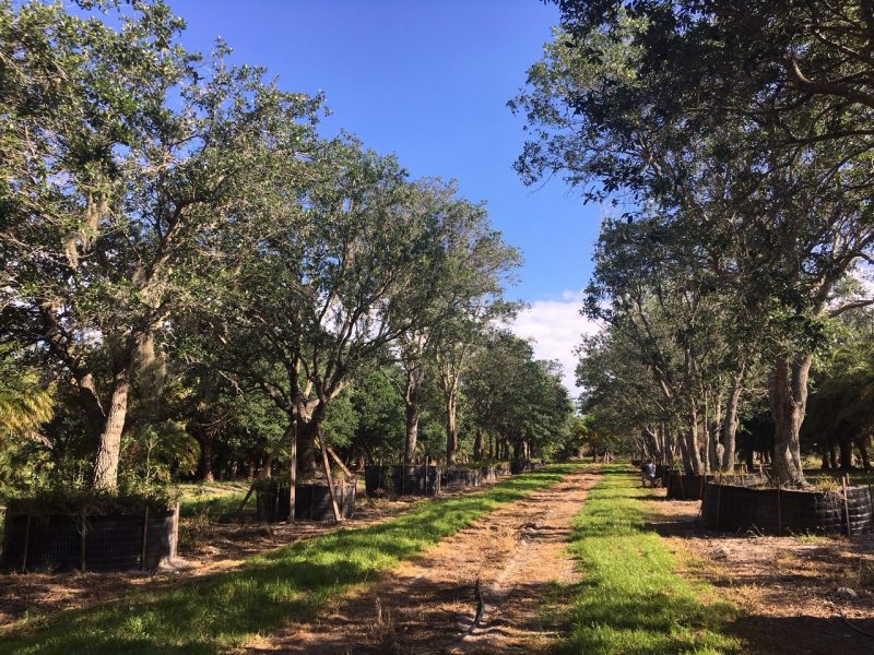 Ranch Oak Tree Moving Guide: How Professionals Safely Relocate