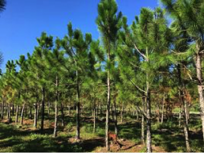 Large Tree Delivery, Installation, and Relocation - JDT Nurseries